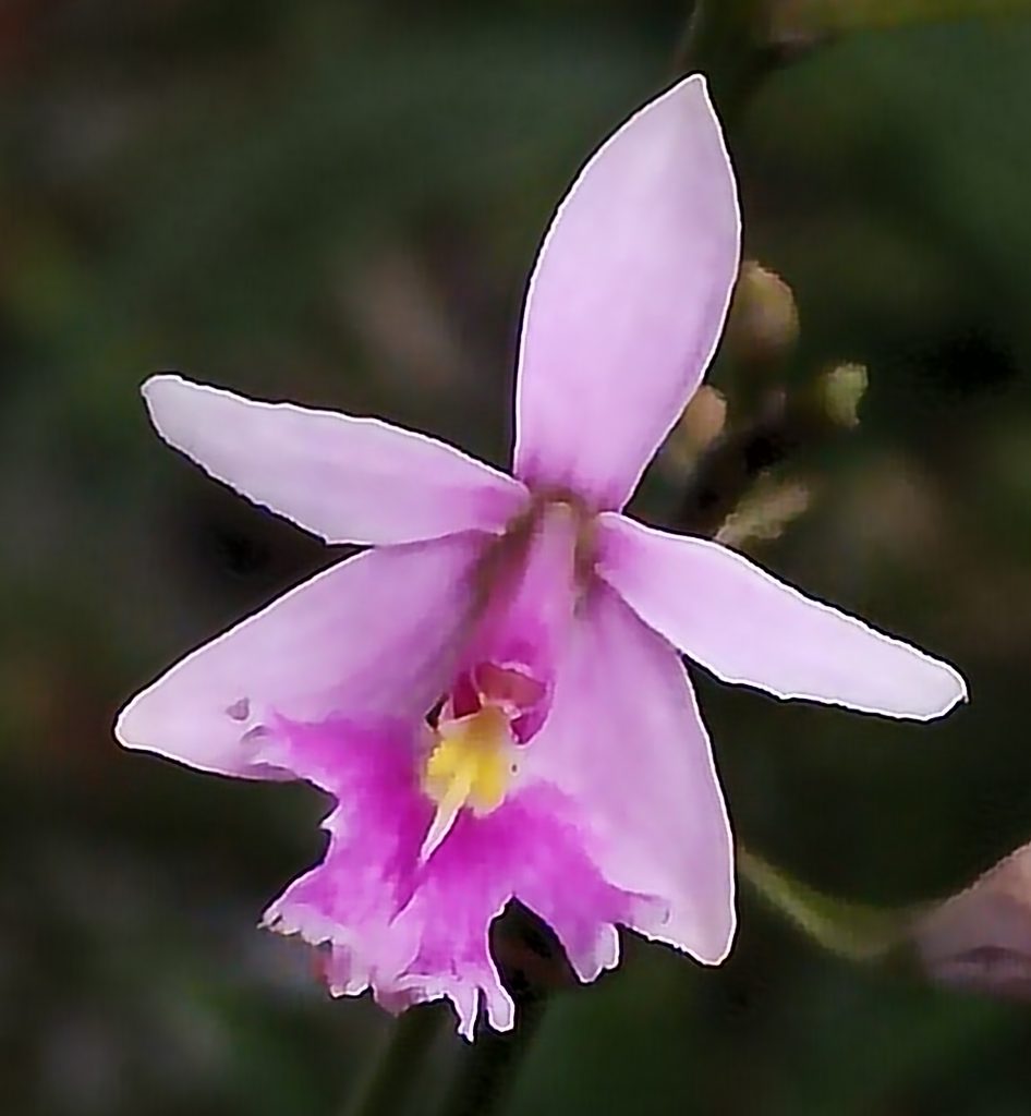 Epidendrum calanthum - Orchidées Parenthèse Tropicale