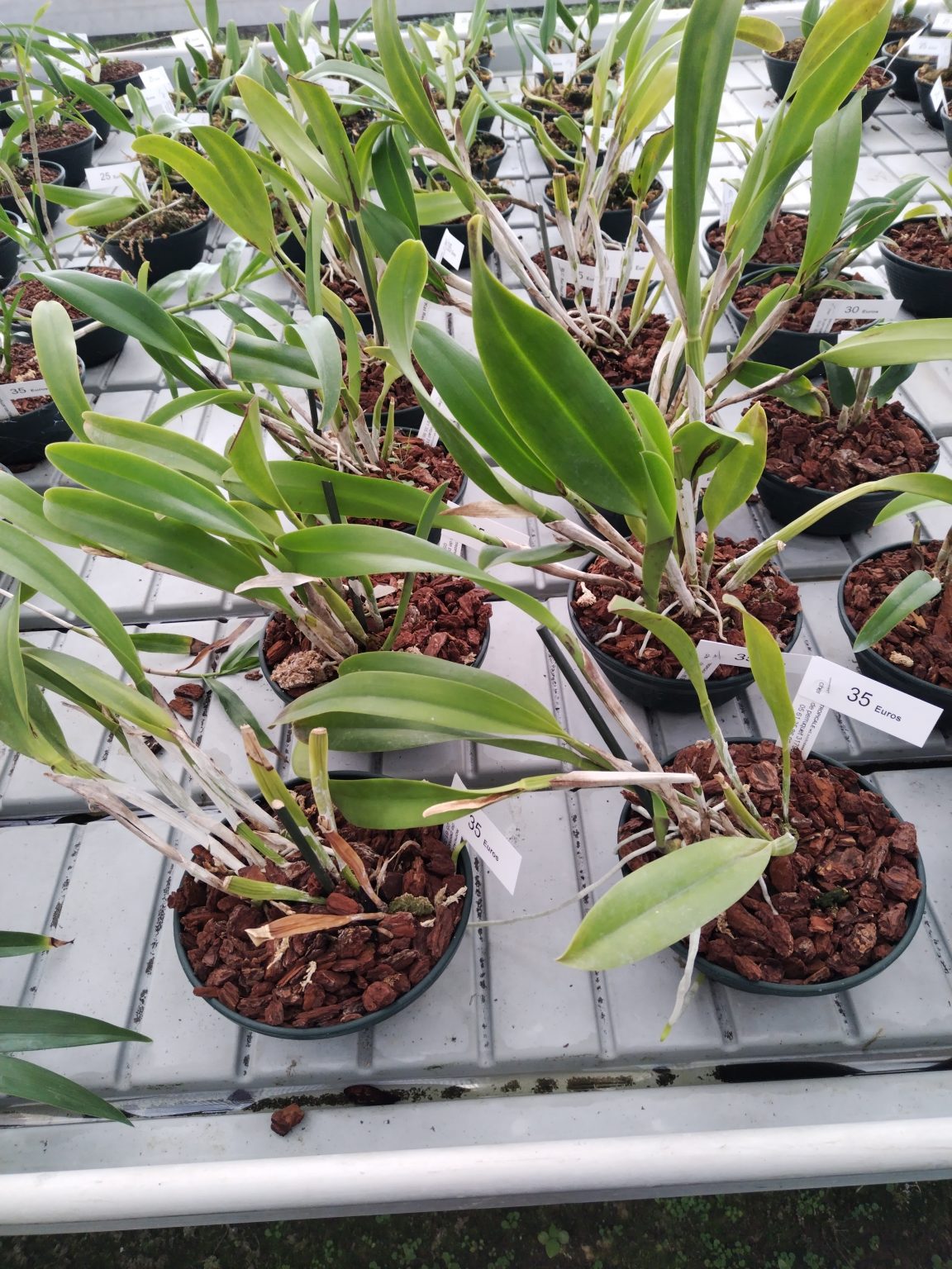 RLC. Kat Red Panda "Dragon Cat" - Orchidées Parenthèse Tropicale