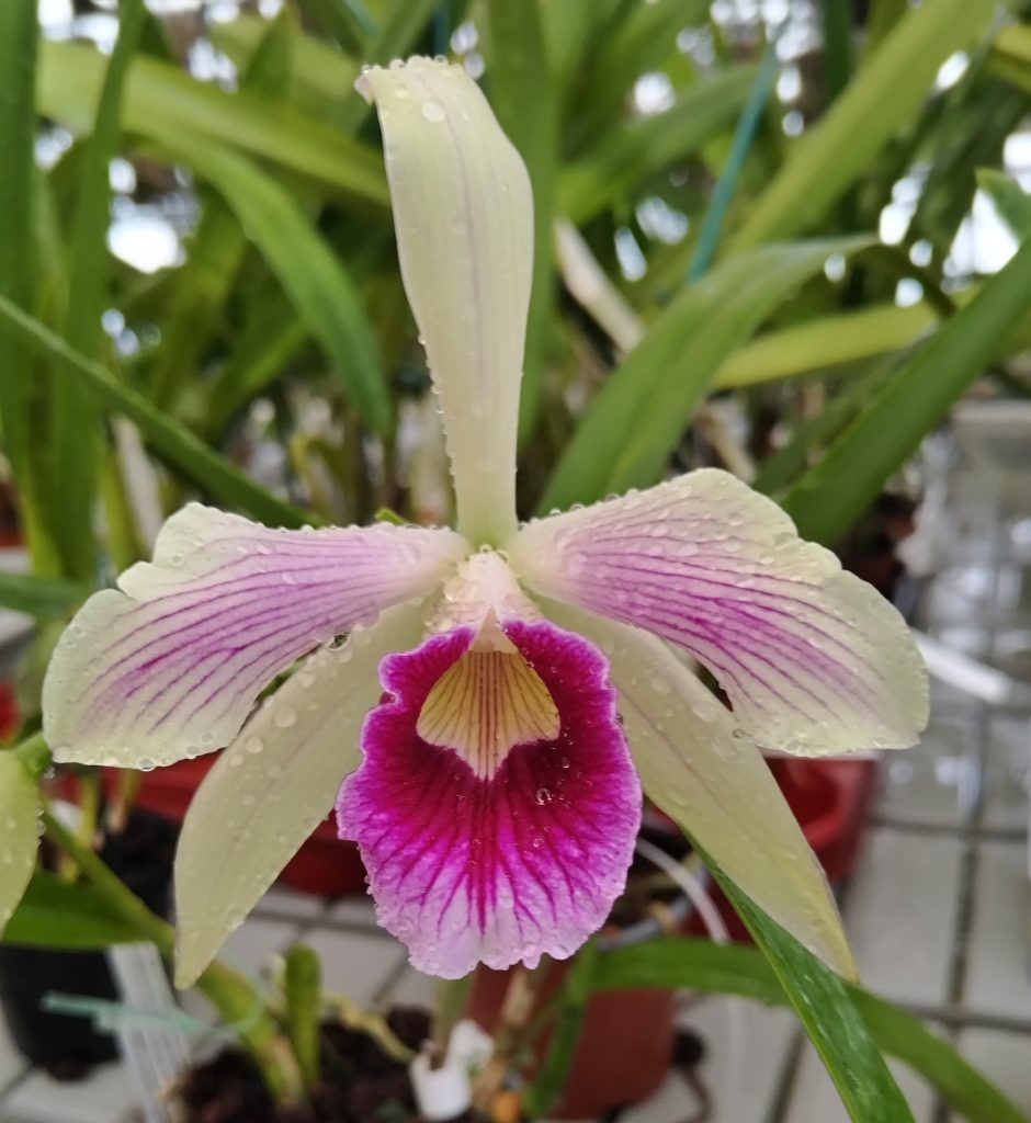 Laelia purpurata striata x werkhauseri - Orchidées Parenthèse Tropicale