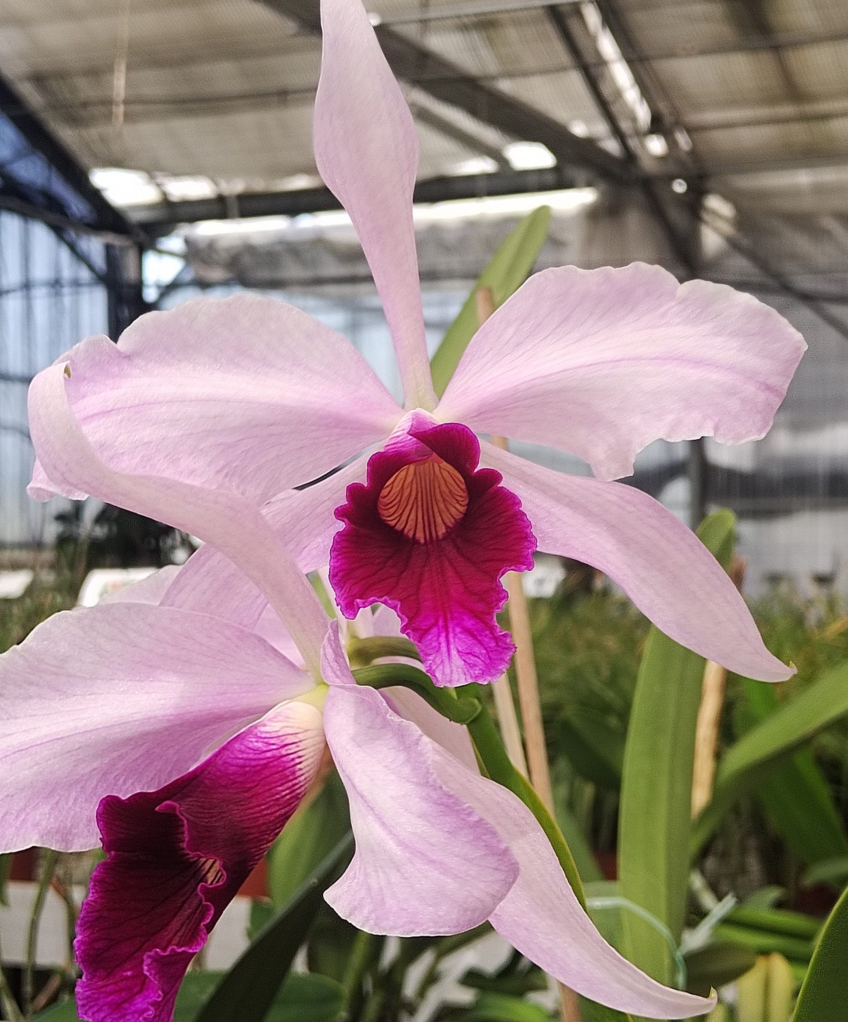 Laelia purpurata "rosada" - Orchidées Parenthèse Tropicale