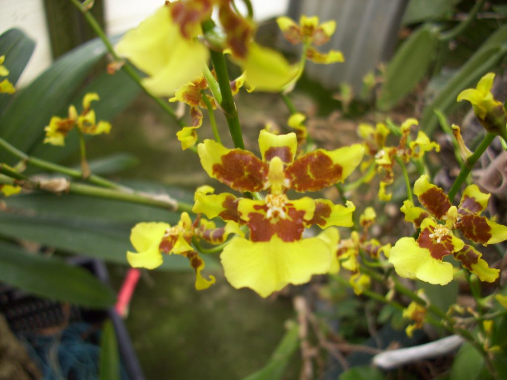 Oncidium sphacelatum - Orchidées Parenthèse Tropicale