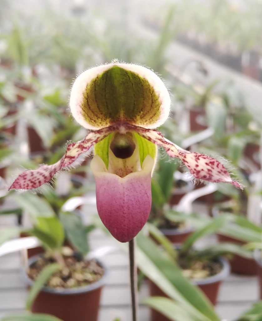 Sheet List- Paphiopedilum – Paphiopedilum Primary Hybrids – DQVT