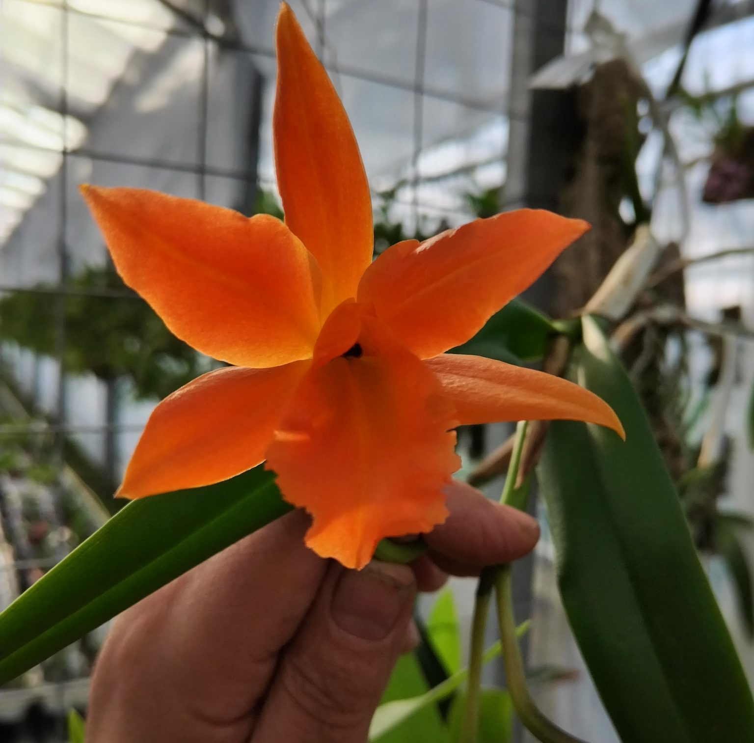Rhyncattleanthe orange nugget x C. trick or Treat - Orchidées ...